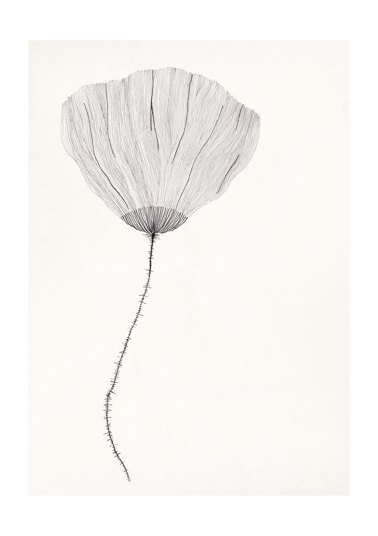 Ana Frois, Poppy art print - exclusively for The Poster Club.